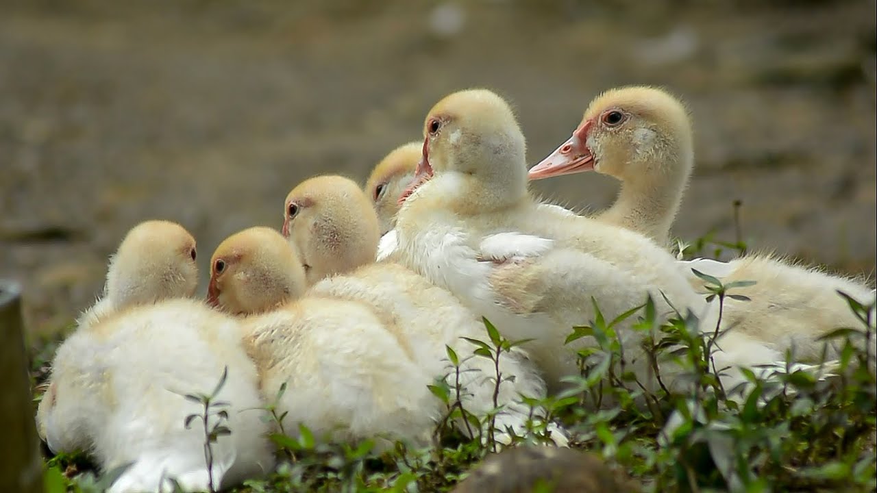 Wild fowl, beautiful and cute little white ducks - YouTube