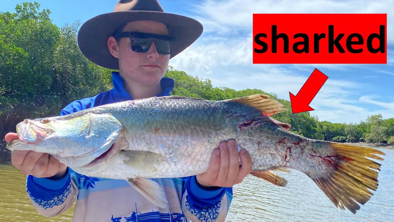 Barramundi fishing with live bait in salt water creek - YouTube