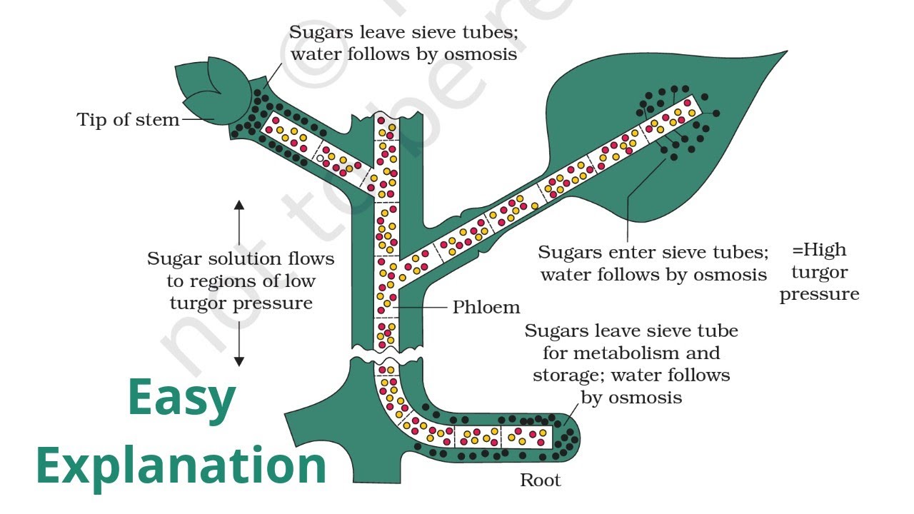 Mass Flow Hypothesis NCERT Transport In Plants Class 11th NEET Mass Flow Hypothesis NCERT Transport In Plants Class 11th NEET