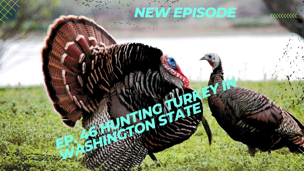 EP. 46 Hunting Turkey in Washington State - YouTube