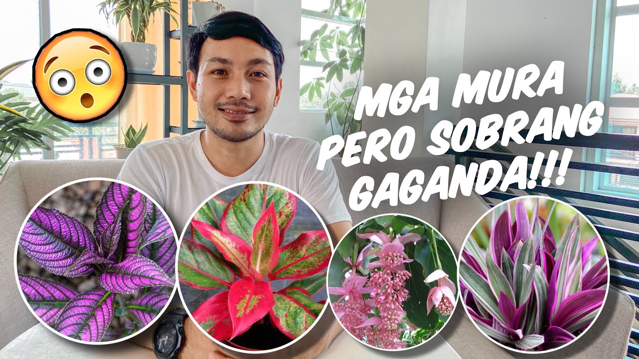 THE BEST INEXPENSIVE PLANTS RIGHT NOW! - YouTube