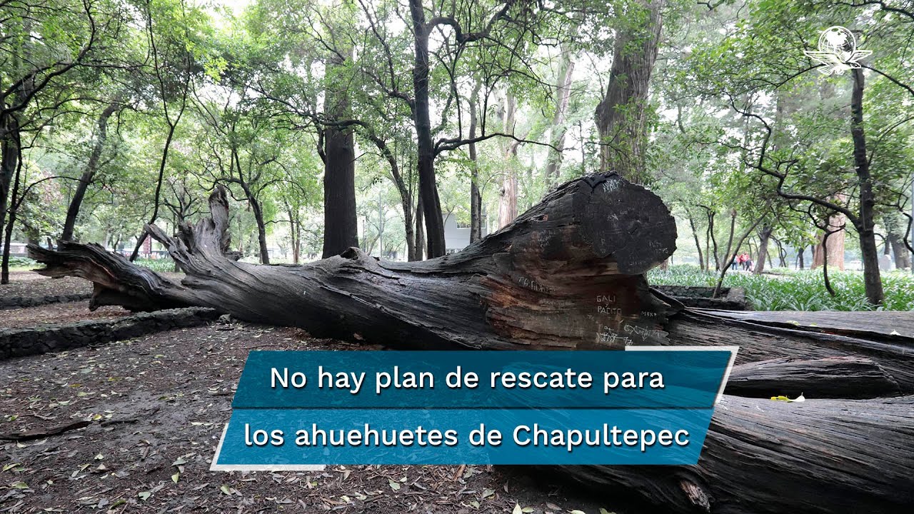 Los ahuehuetes de Chapultepec, árboles sagrados y profanados - YouTube