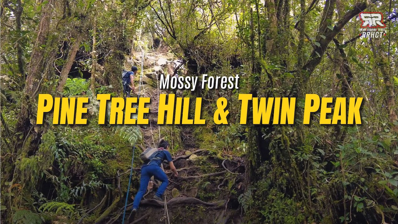 Mossy Forest Pine Tree & Twin Peak di Bukit Fraser cantik dan masih terjaga - YouTube