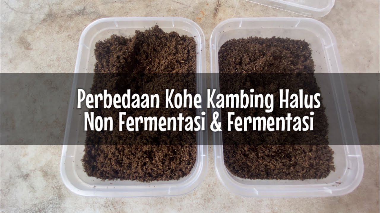 Perbedaan Kohe Kambing Halus Non Fermentasi & Fermentasi Itu Bisa ...