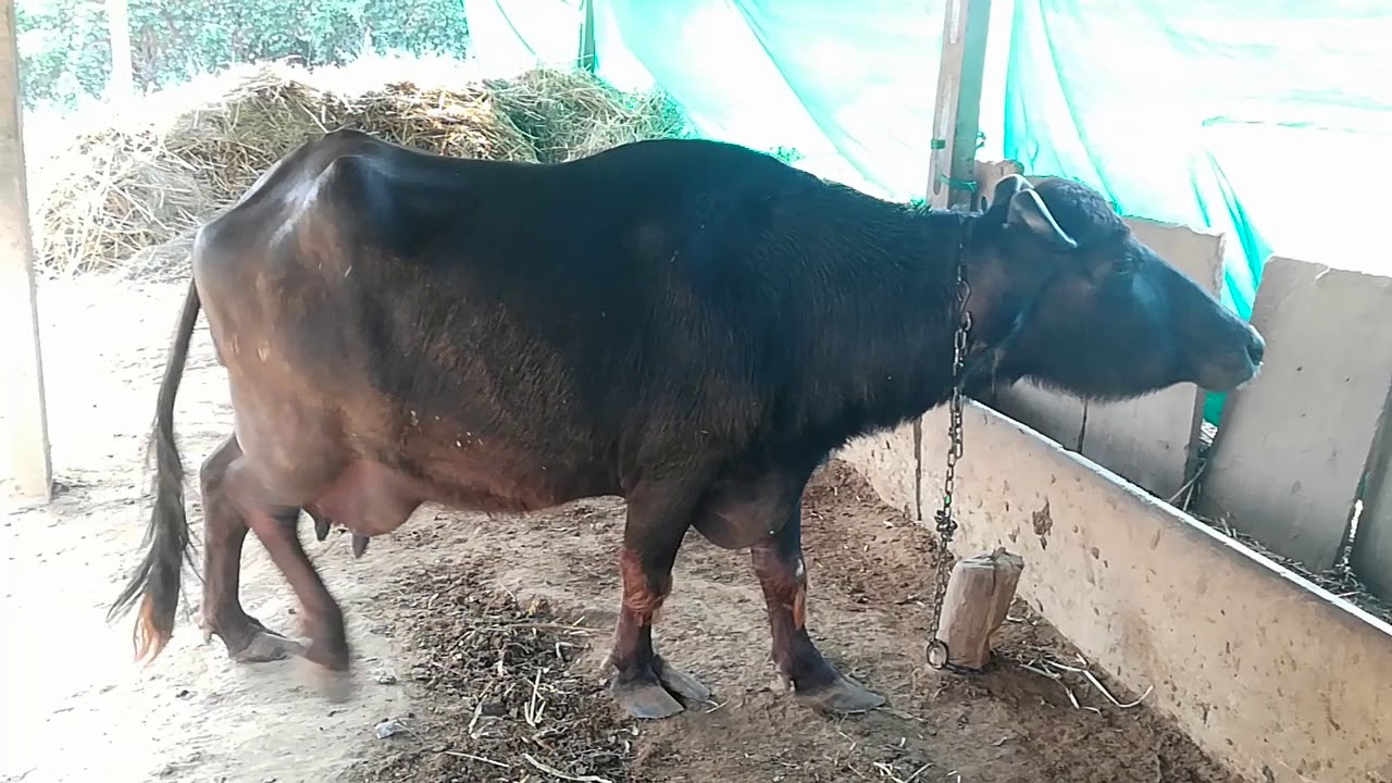 mehsana buffalo for sale mo 7874418015 - YouTube
