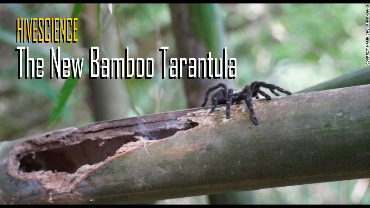 HiveSci - New Species || First Bamboo Tarantula (Bambootula) Taksinus ...