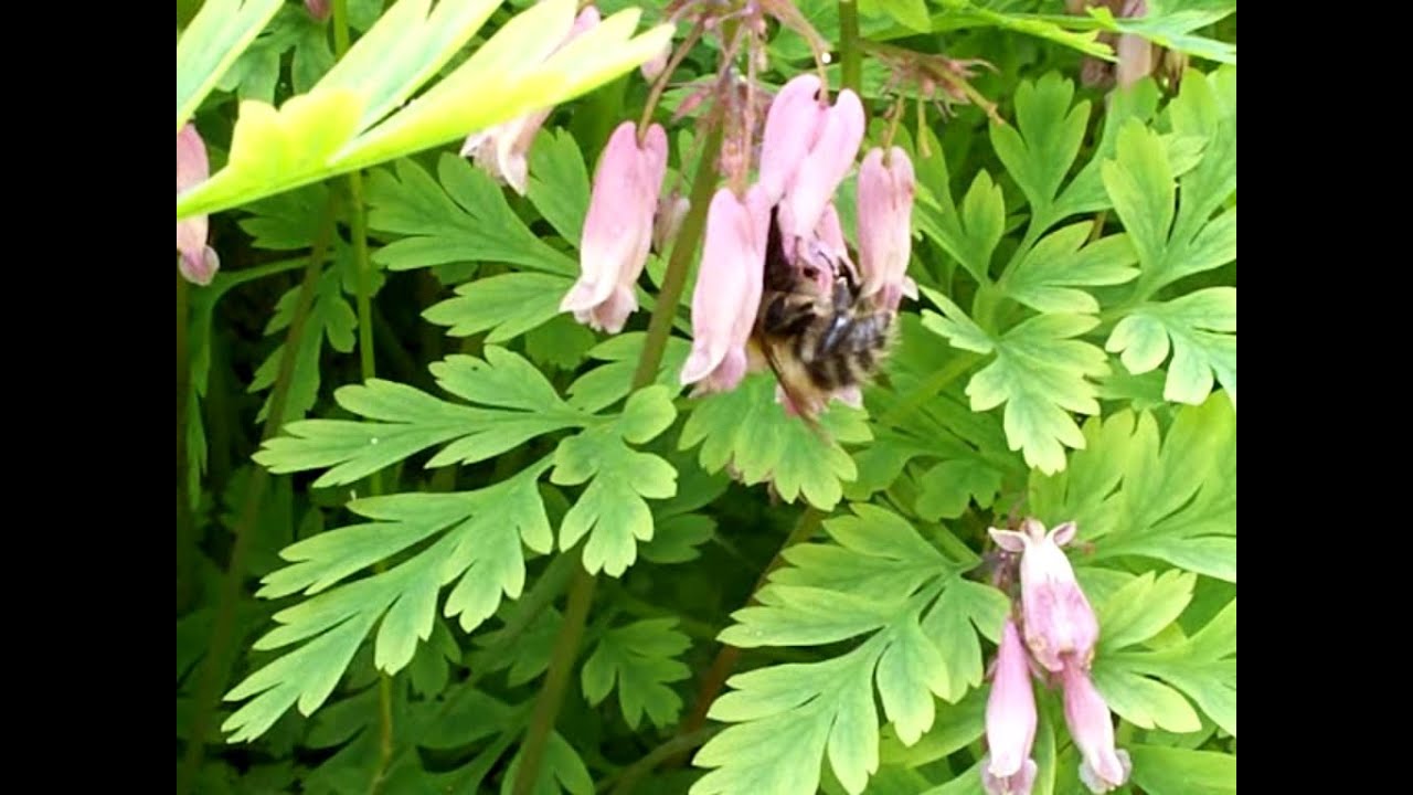 Wildlife : Bumble bee in the garden. :-) - YouTube