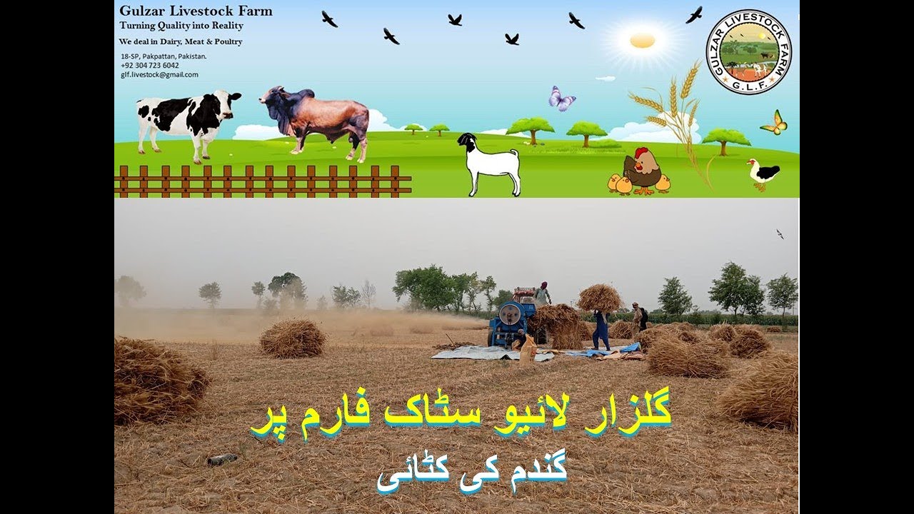 2025 Wheat Harvesting at Gulzar Livestock Farm - YouTube