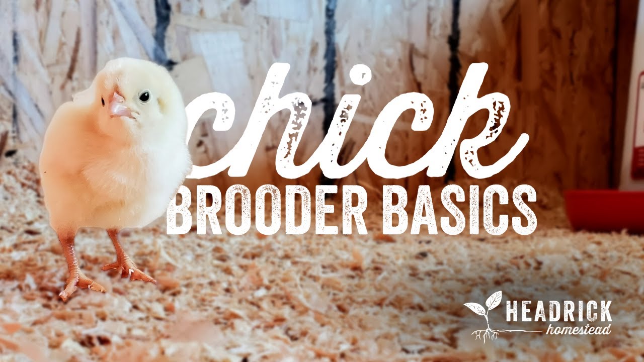 Setting up your Brooder | Complete Guide - YouTube