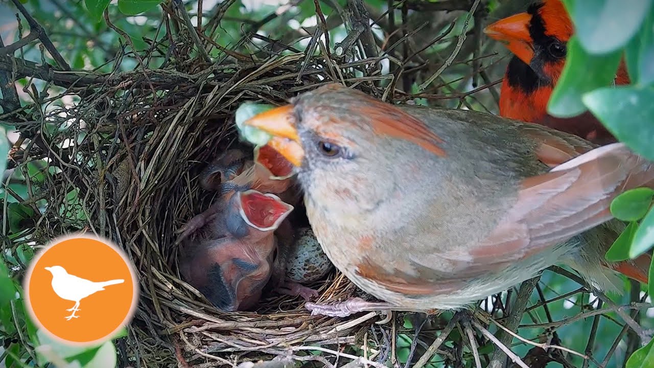 Cardinal Parents Care for Tiny Chicks in the Nest - YouTube