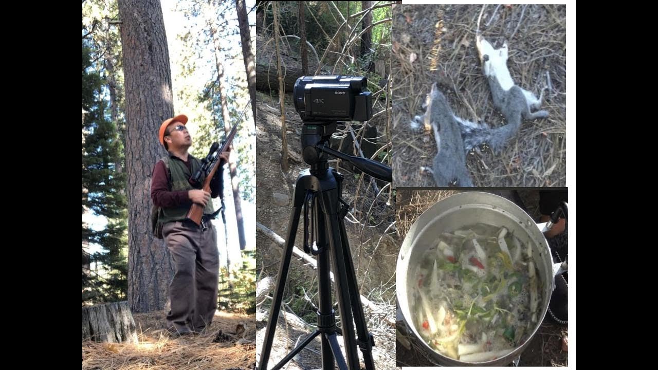 Squirrel Hunting D6. Tua nas D6. Sonora, California. 09/29/2024 - YouTube