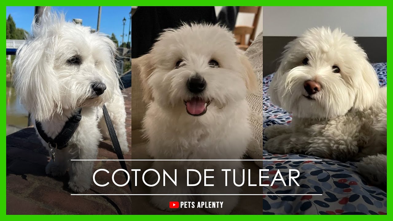 Coton de Tulear: The Dog You Need to Know - YouTube
