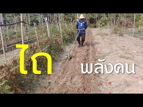 เตรียมแปลงง่ายๆ ด้วยไถแบบคนลาก (human pulled plough) - YouTube