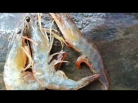 SAGKAD Isang uri Ng paraan sa paghuli Ng isda - YouTube