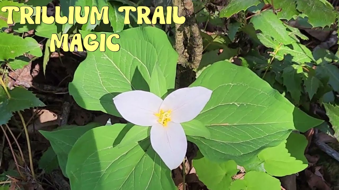 Wonderful Trilliums on the Trillium Trail - YouTube