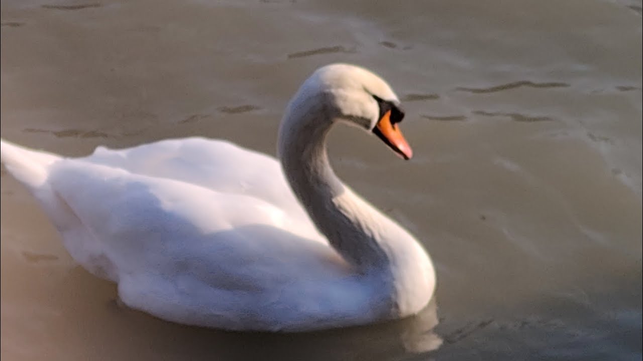 Schwan (Swan) - YouTube