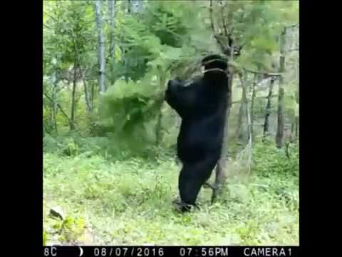 bear freak dance
