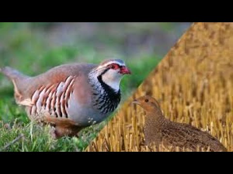 chasse perdrix de beau tir close shooting partridge hunt - YouTube