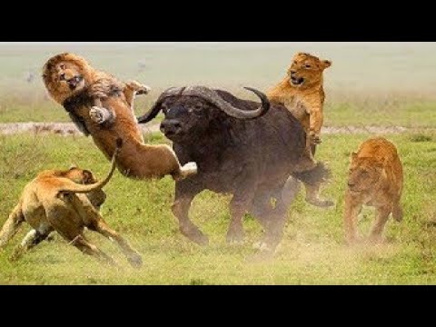 The preys fight back the hunters to survival Lion vs Zebra, Buffalo ...