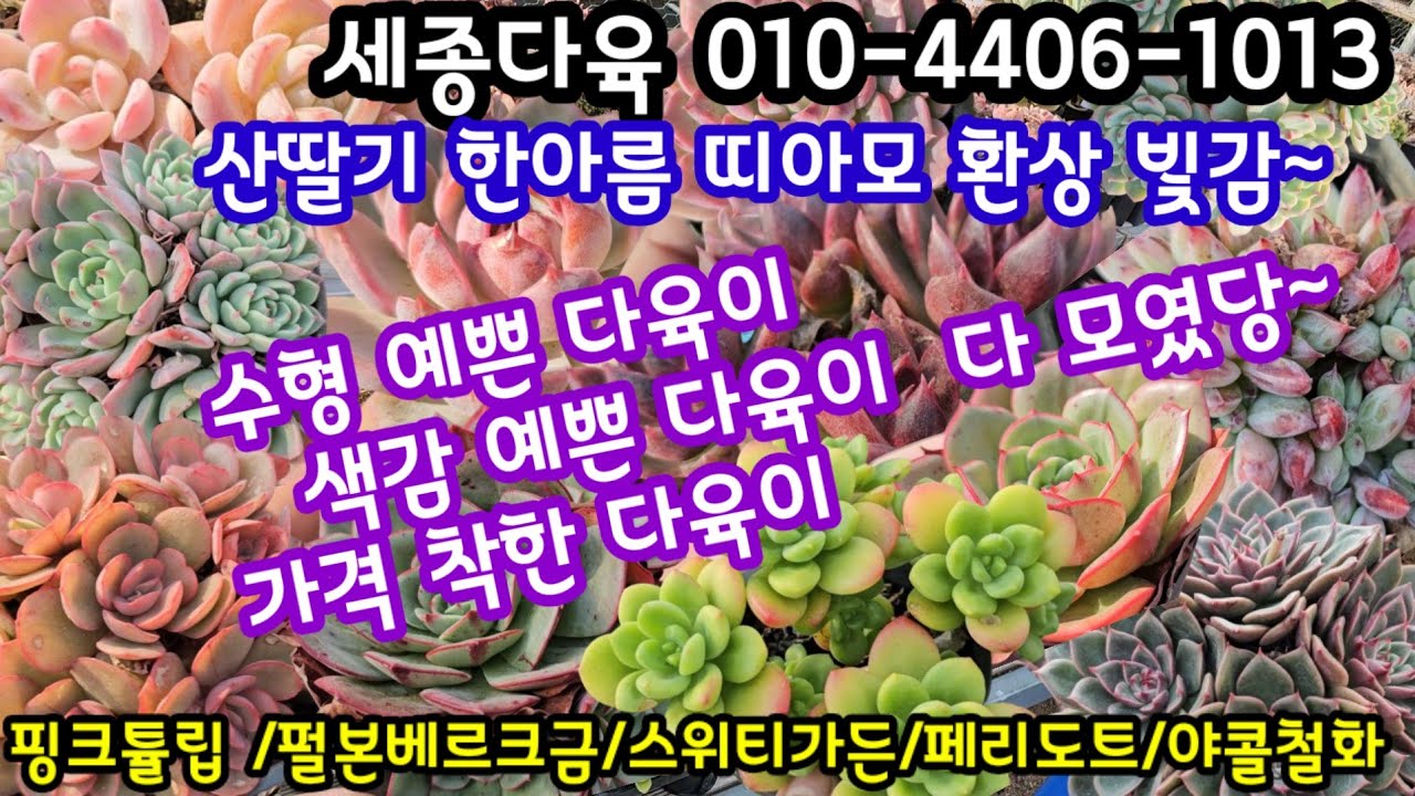 다육이 쇼핑 🛍 수형 예쁜 다육이 색감 예쁜 다육이 사이즈별로 다 모았어요 🌸실속있게 득템 하세요 👌세종다육 010 4406