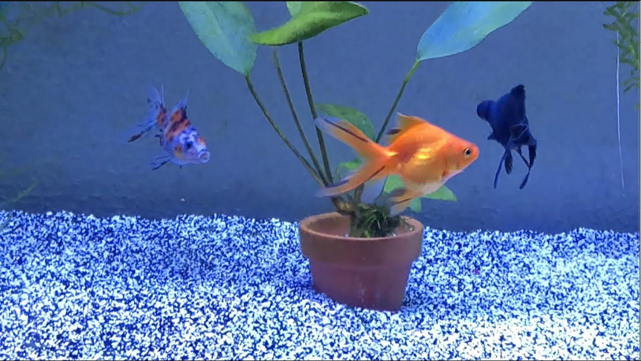 Introducing my Goldfish - YouTube