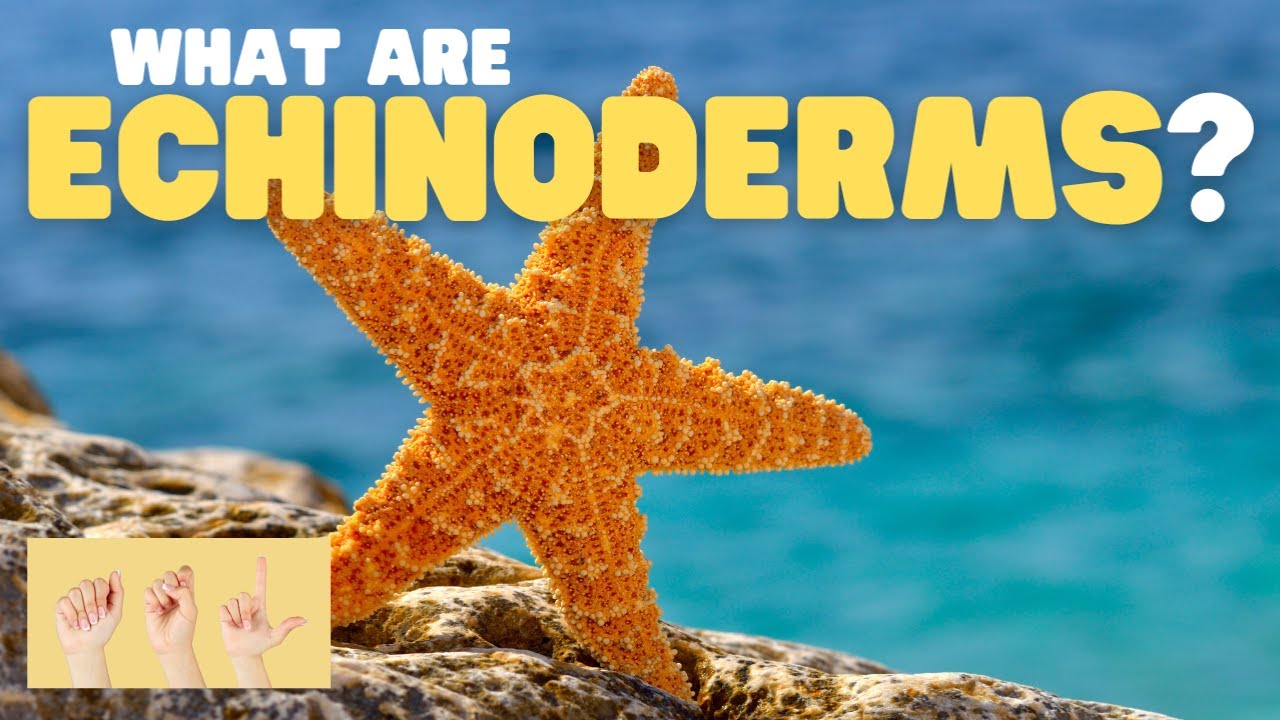 ASL What Are Echinoderms? - YouTube