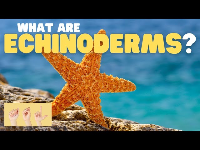 ASL What Are Echinoderms? - Videos For Kids