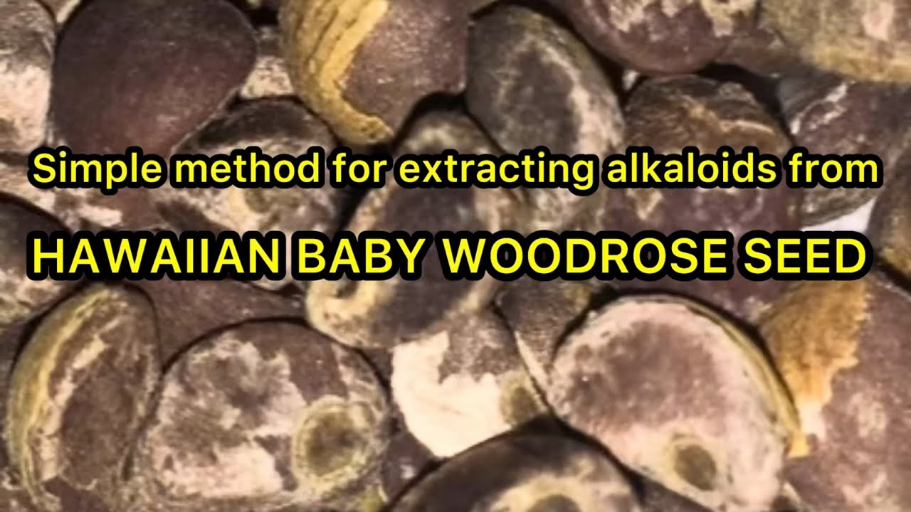 Hawaiian Baby Woodrose Seed Tincture- Step by Step Procedure (LSA ...