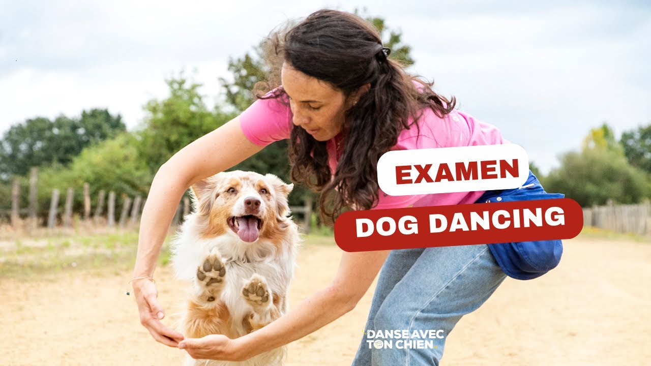 Pass dog dancing : les choses importantes à savoir pour le réussir ...