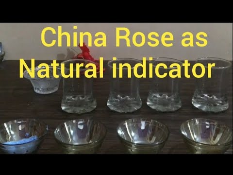 China rose as Indicator. - YouTube