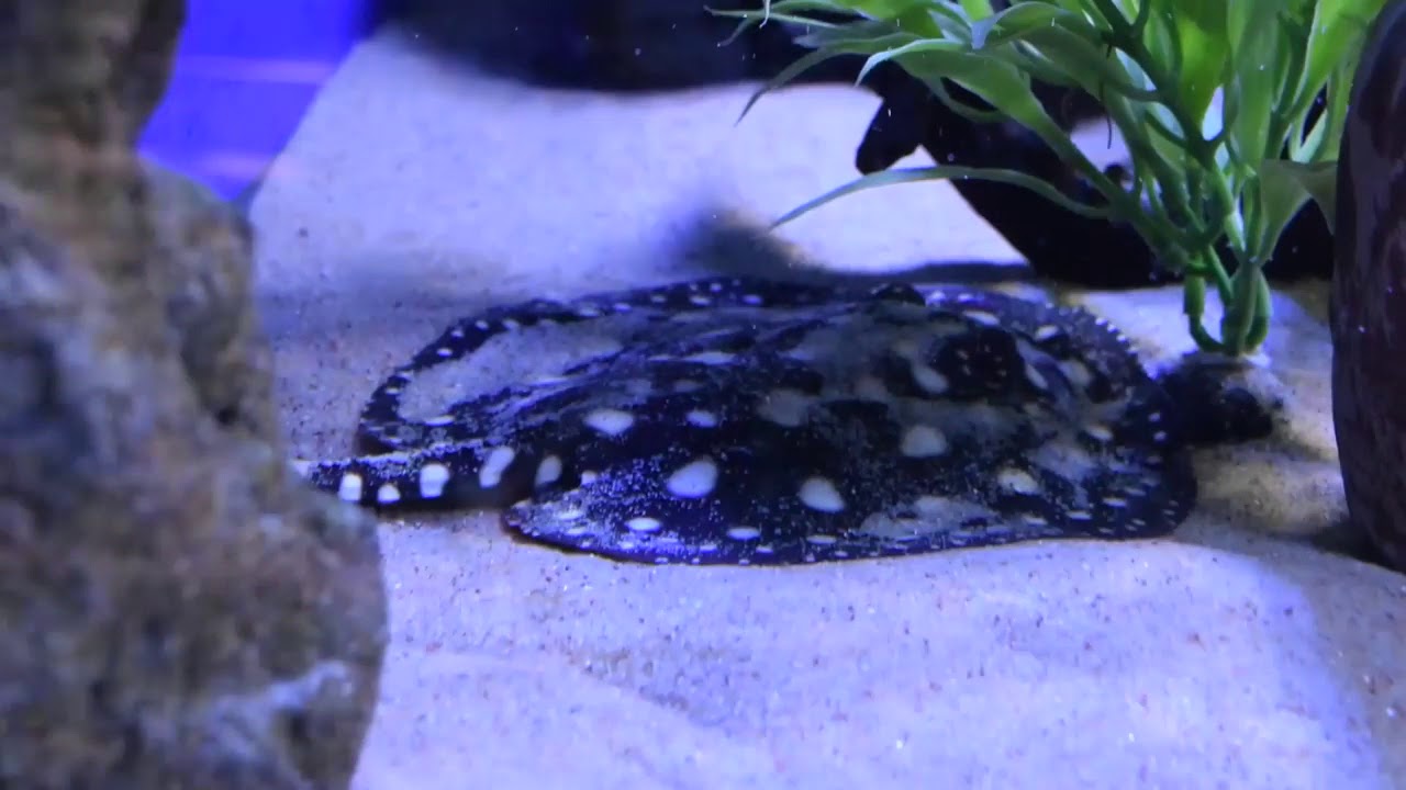 Stingray for sale in NJ - YouTube