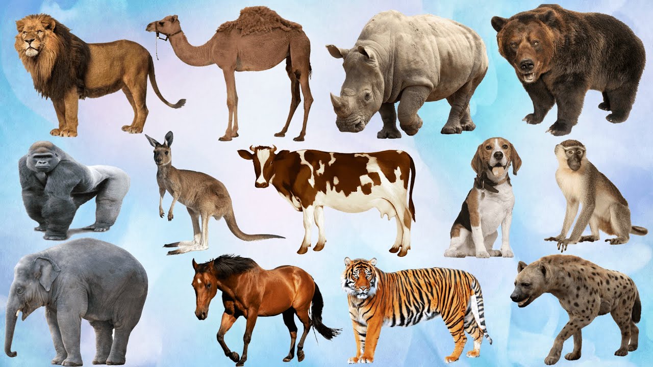 Mammals | Mammal Names | Mammals for Kids | Vertebrate animals ...