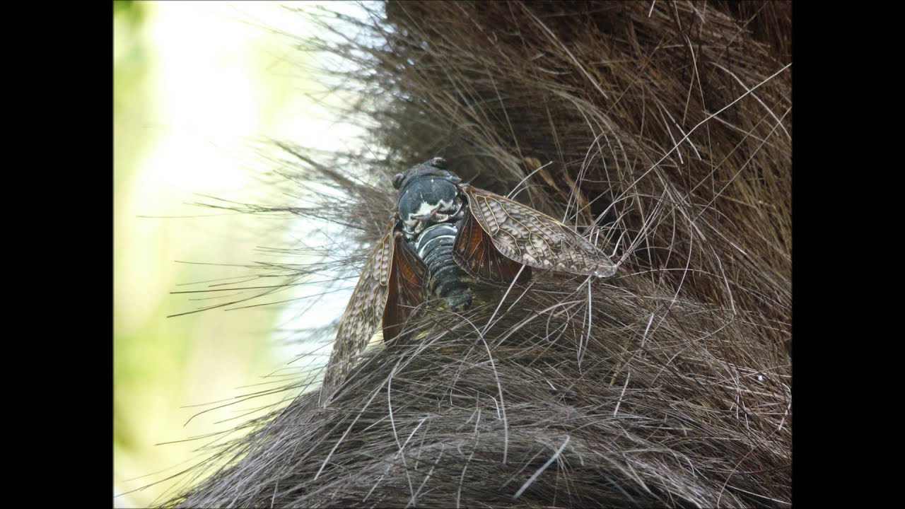 The song of Japanese Cicadas - YouTube