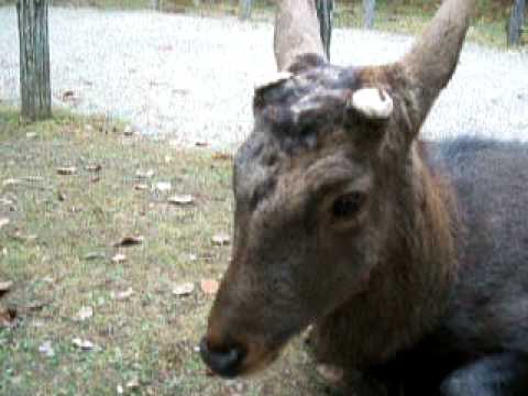 a deer crying like a baby, in Nara-Park - YouTube
