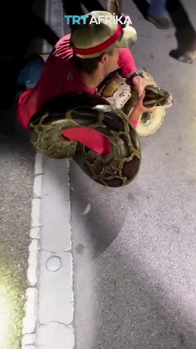 Un python géant attaque un chasseur de serpent - YouTube