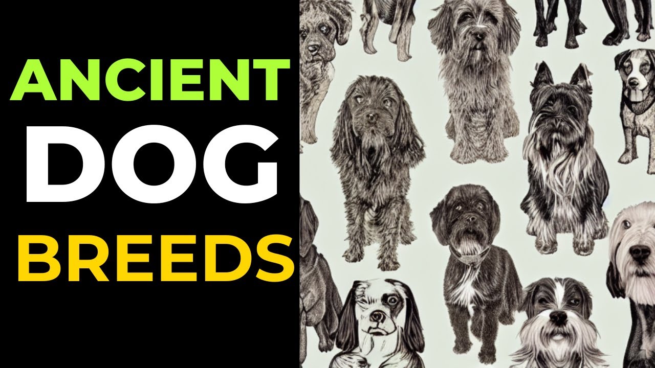 Most Ancient Dog Breeds on Earth -15 Oldest Dog Breeds - YouTube
