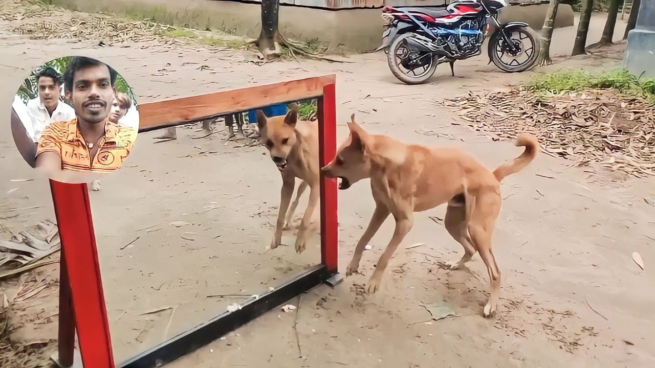Most Funniest Prank on Dog | Dog's Hilarious Reaction to Mirror | Funny ...