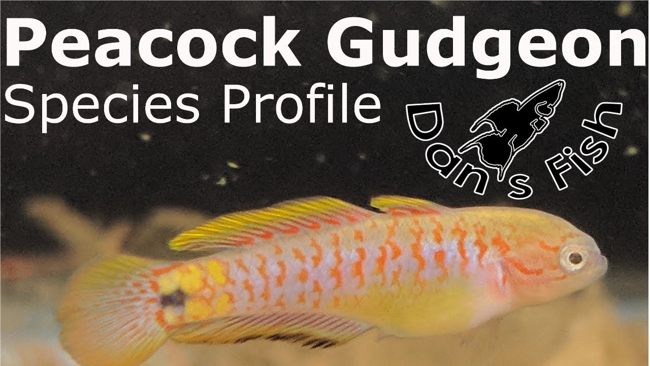 Peacock Gudgeon | Species Profile - YouTube
