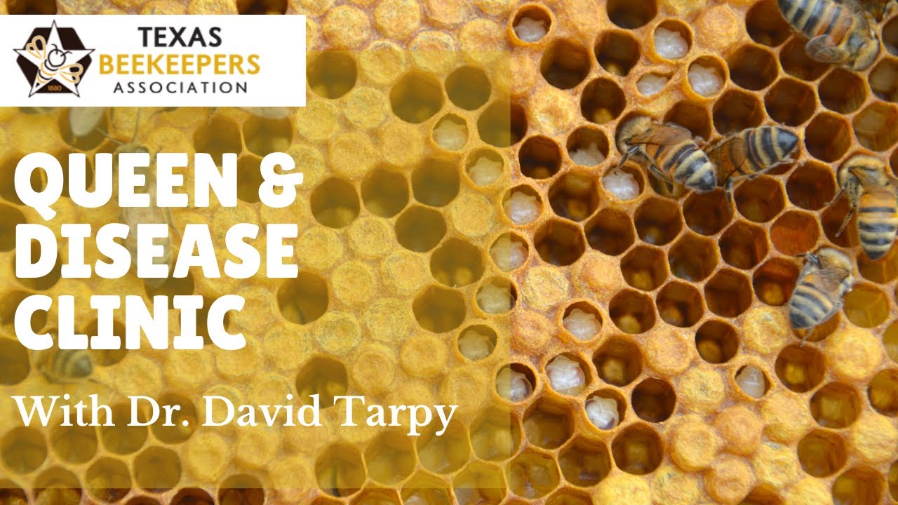 Queen and Disease Clinic with Dr David Tarpy - YouTube