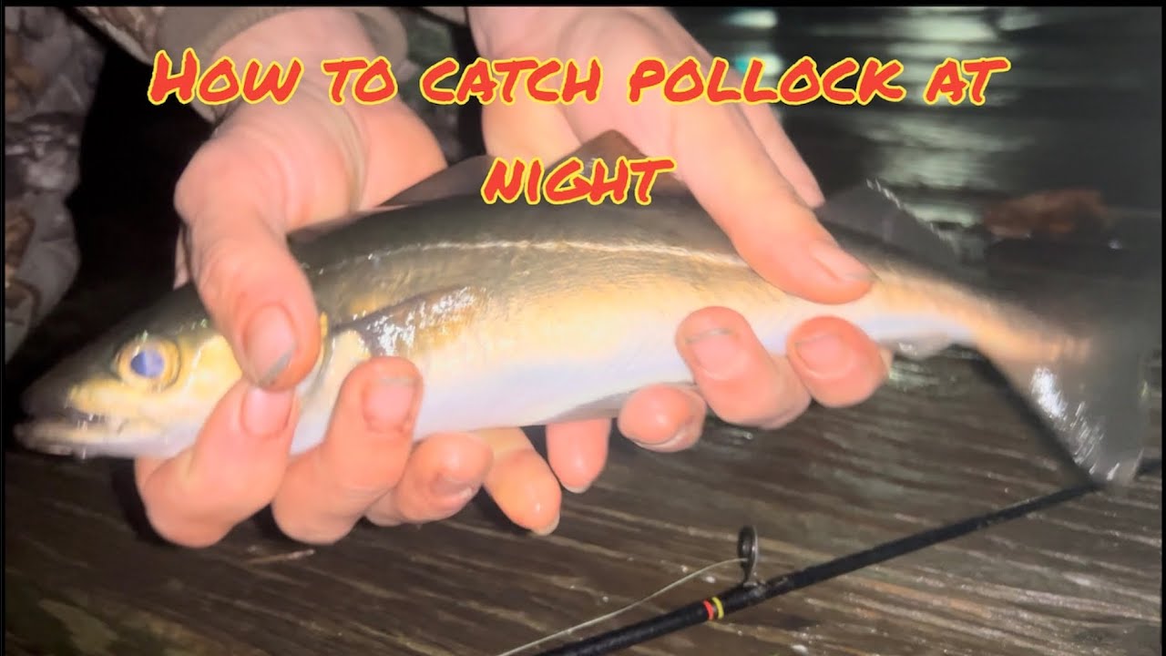 How to catch pollock at night + night fishing tips - YouTube