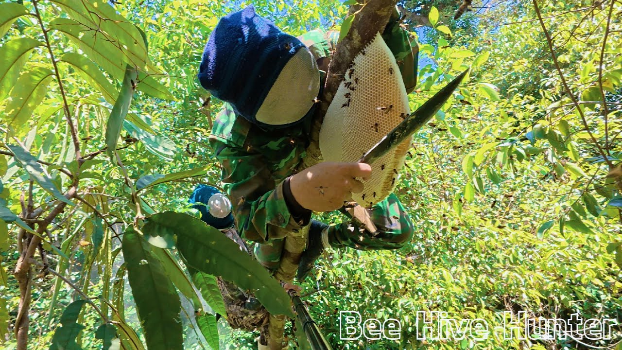 The Process of Hunting, Cutting and Harvesting Wild Honey Bee Nests ...