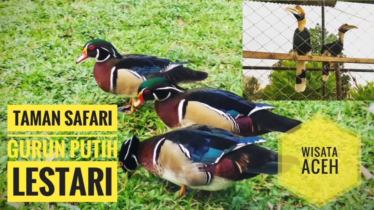 WISATA TAMAN SAFARI JANTHO | ACEH BESAR - YouTube