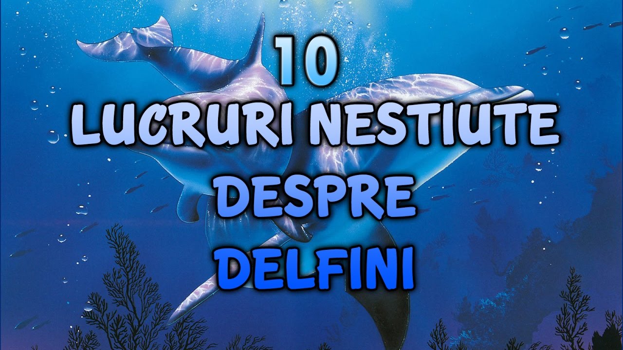 10 LUCRURI NESTIUTE DESPRE DELFINI ! - YouTube