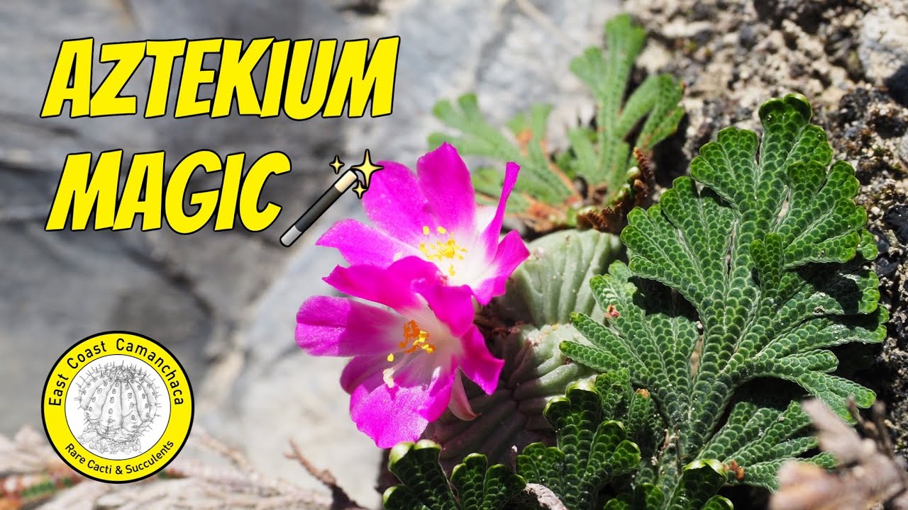 Finding the most elusive cactus in habitat: Aztekium valdezii - YouTube