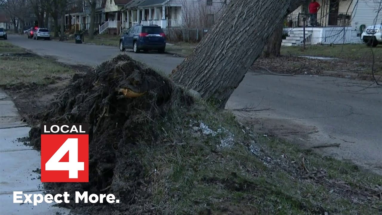 Large tree in Detroit on brink of falling over after weekend high winds ...