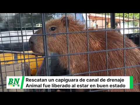 Equipo de Biodiversidad de la Gobernación rescató un capiguara de un ...