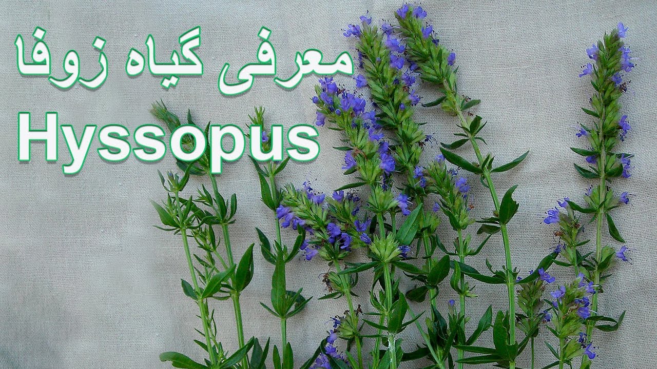 Hyssopus Plant - معرفی و پرورش گیاه زوفا - YouTube