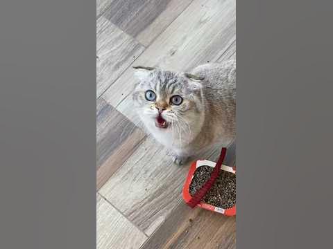 Лёлик любит 🪴 - YouTube