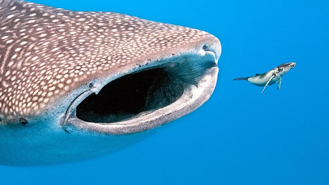 Questo Animale Era Persino Più Grande Del Megalodonte - YouTube