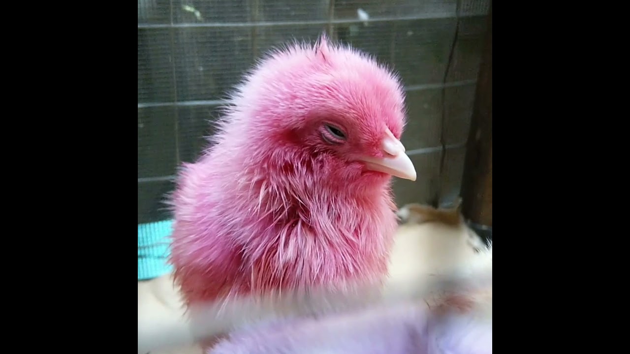 Pink Chickens